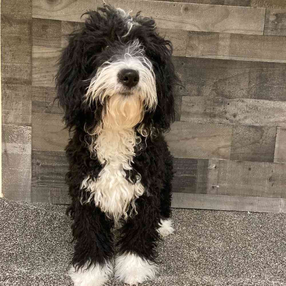 Hazel, Female Mini Bernedoodle Puppy for sale in Flint