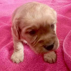 Heather, Female Goldenliers - Golden Retrievers / Cavalier King Charles ...