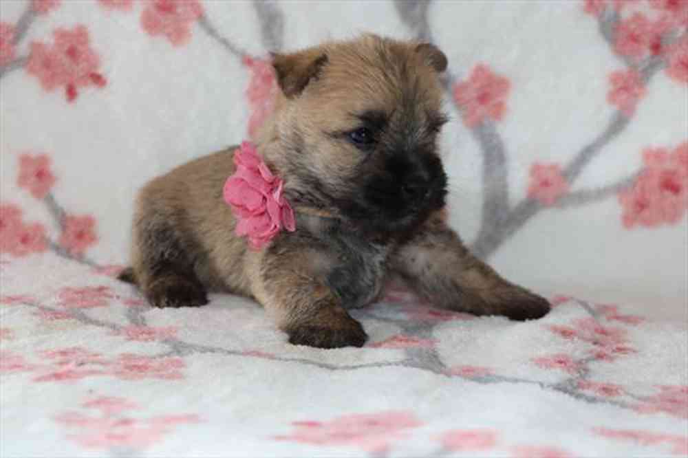 Information on Cairn Terrier Puppies for Sale in Michigan
