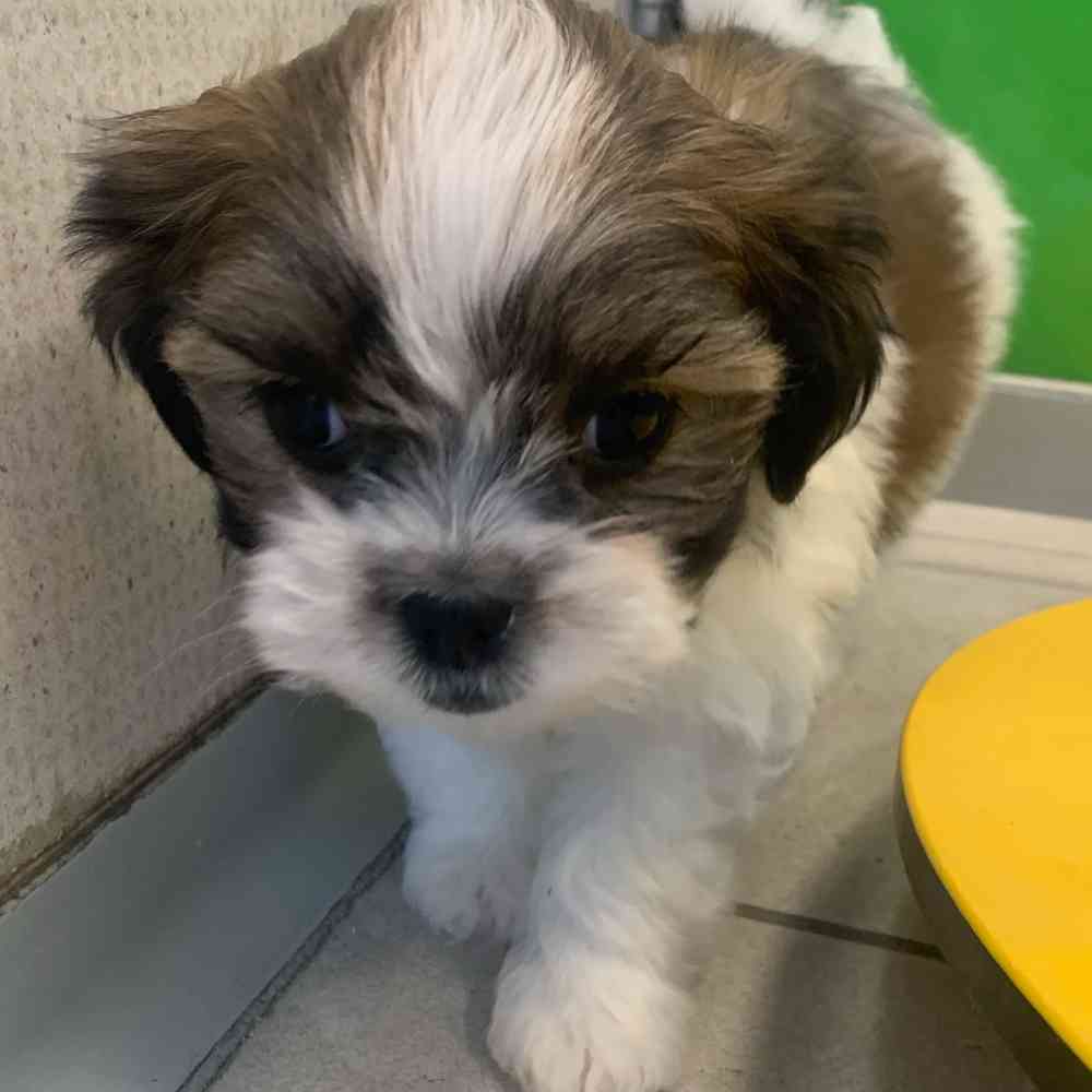 Ken, Male Shih Tzu-Pom Puppy for sale in Flint