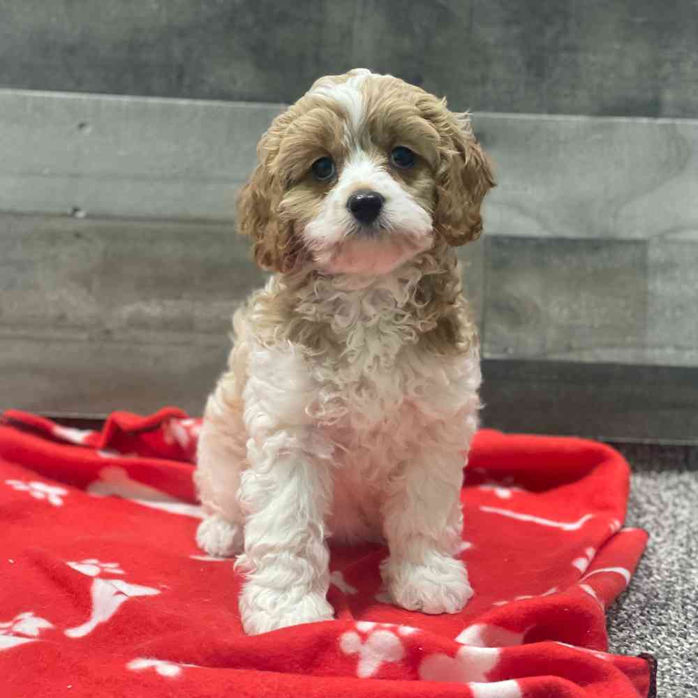 Available Puppies For Sale in Michigan - The Family Puppy