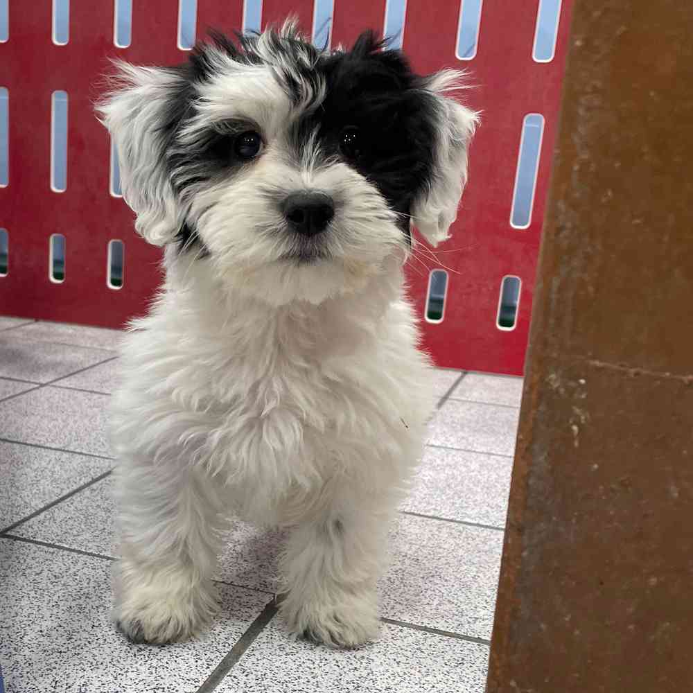 Information on Yochon Puppies for Sale in Michigan