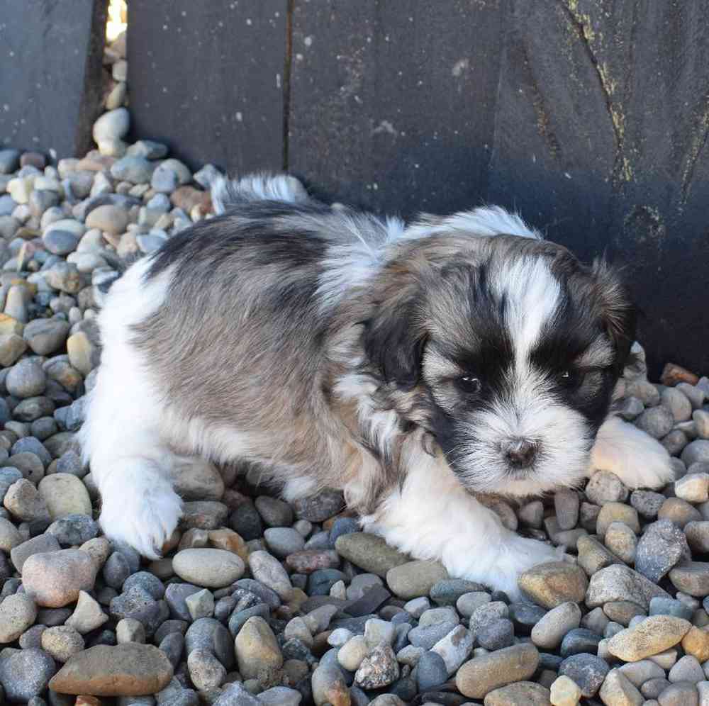Information on Coton Tzu Puppies for Sale in Michigan