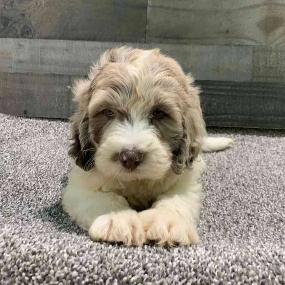 Mini Newfy Poo Puppies for Sale in Michigan