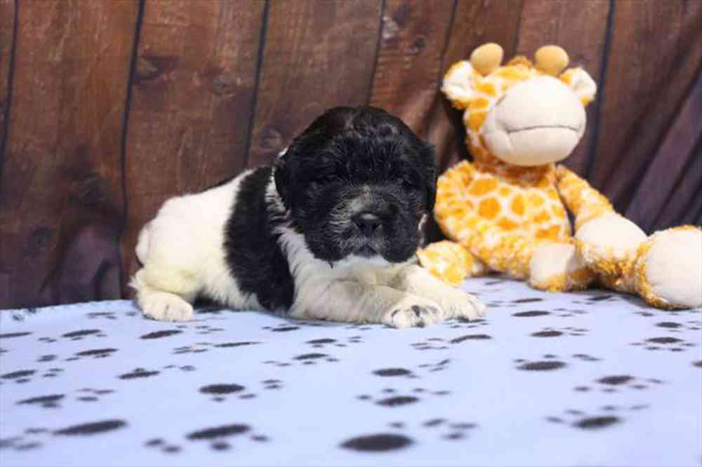 Information on Mini Hippo Puppies for Sale in Michigan