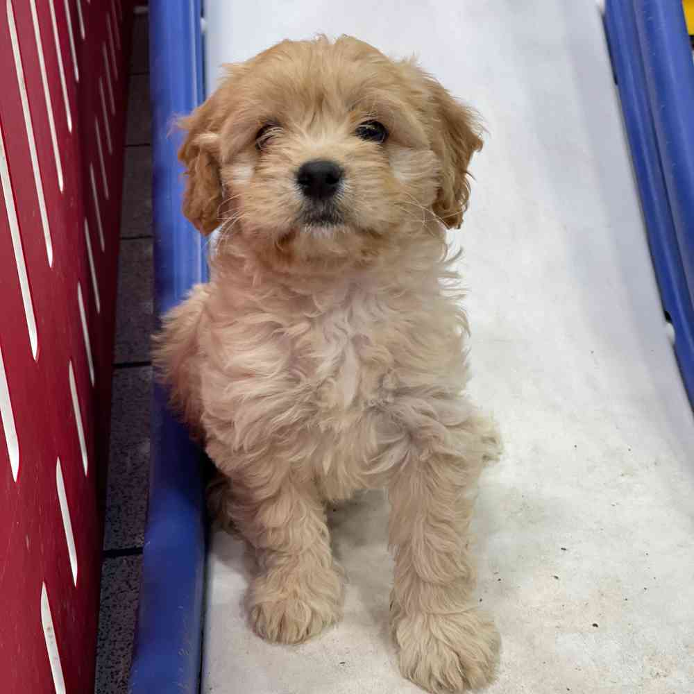 Fernanda, Female Cavapoo Puppy for sale in Troy