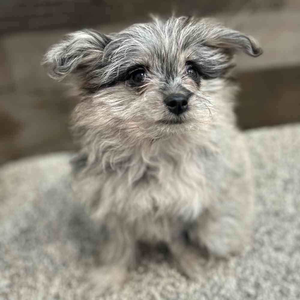 Information on Pomeranian Poodle Puppies for Sale in Michigan