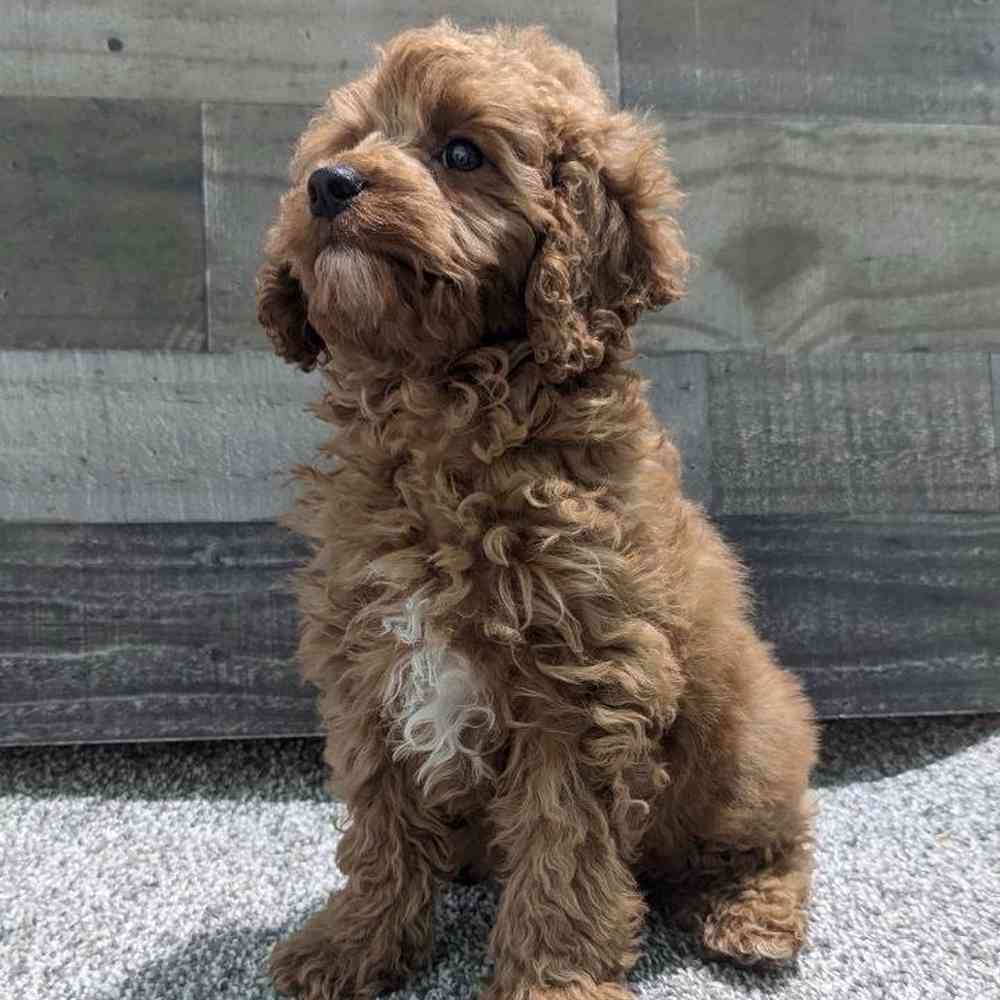 Information on Cavatzu Puppies for Sale in Michigan