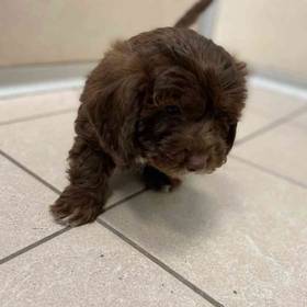 Zachary, Male Mini Newfy Poo Puppy for sale in Novi