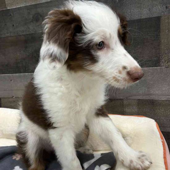 Available Puppies For Sale in Michigan - The Family Puppy