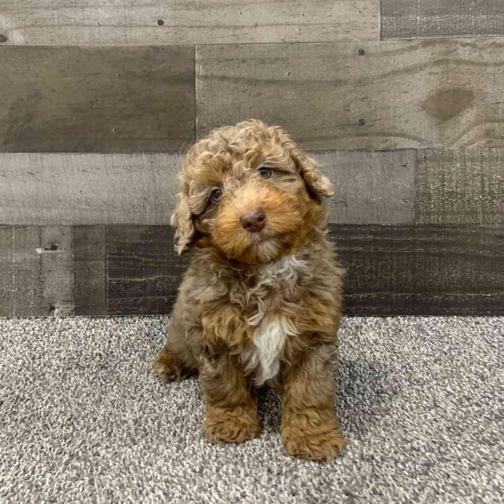 Information on Mini Newfy Poo Puppies for Sale in Michigan