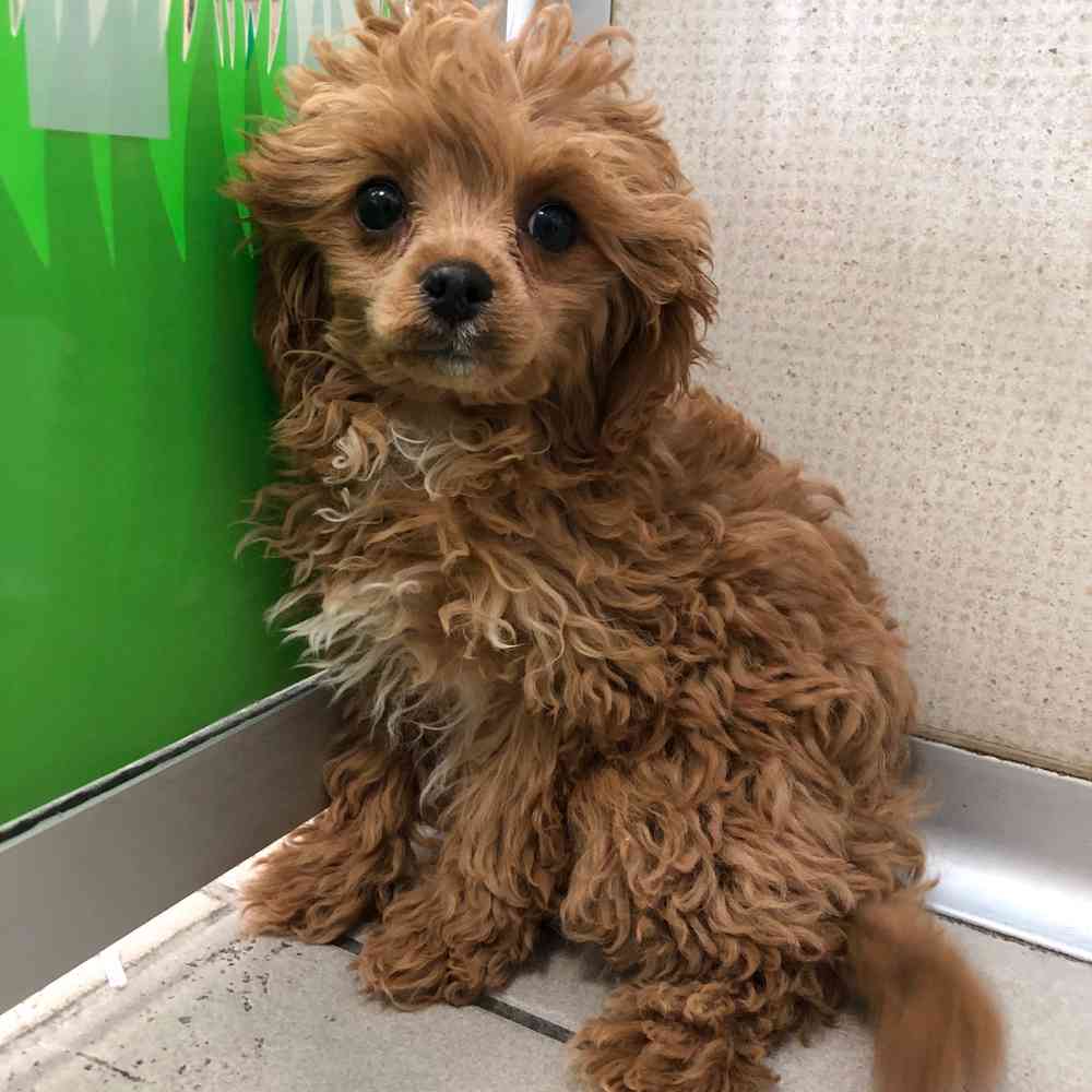 Ruby, Female Cavapoo Puppy for sale in Novi