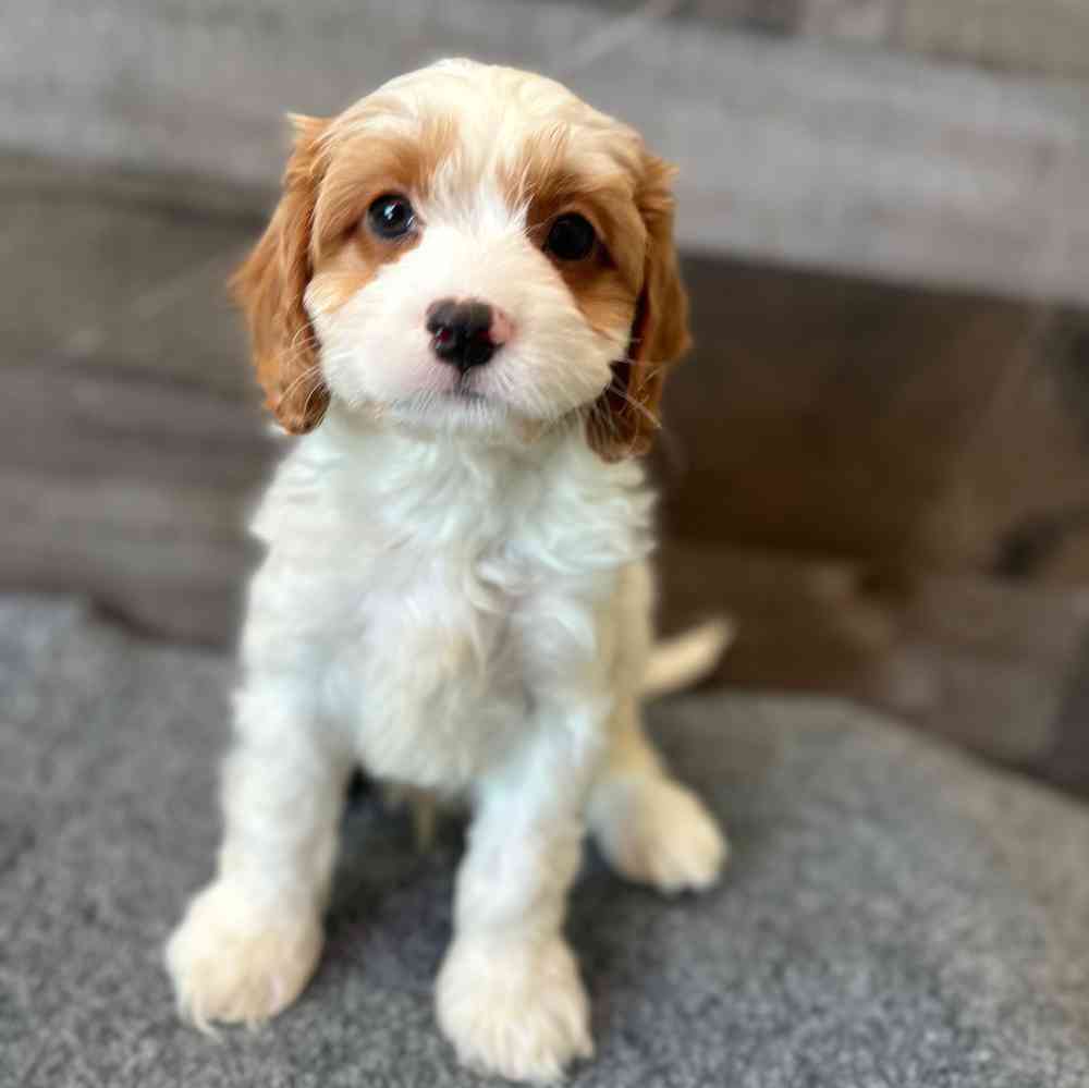 Gunner, Male Cavapoo Puppy for sale in Novi