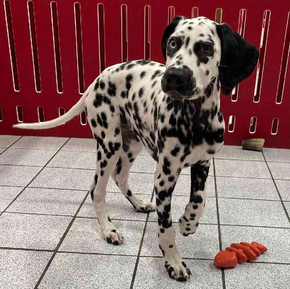 Elizabeth, Female Dalmatian Puppy for sale in Troy