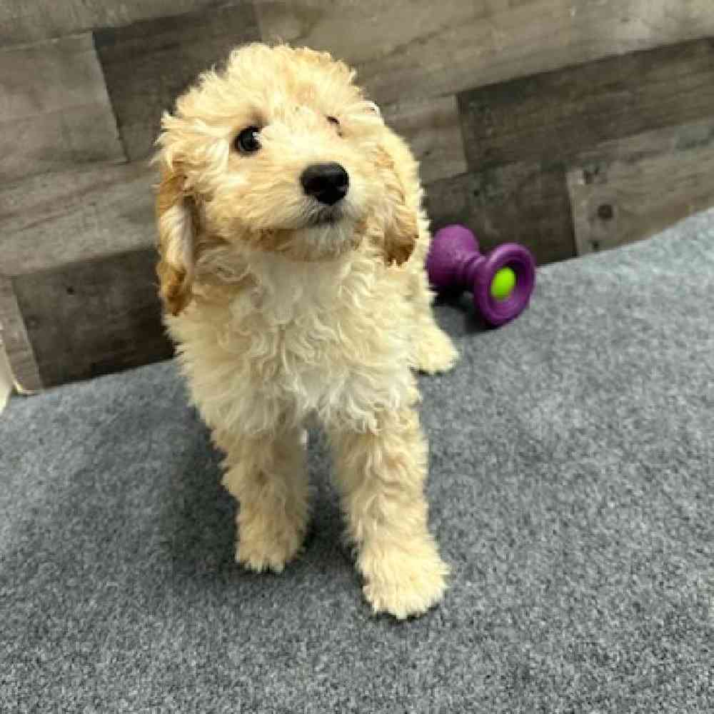 Marianne, Female Mini Poodle Puppy for sale in Novi