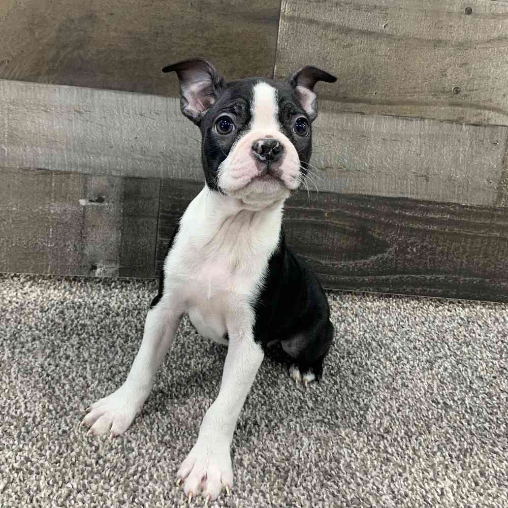 Available Puppies For Sale in Michigan - The Family Puppy