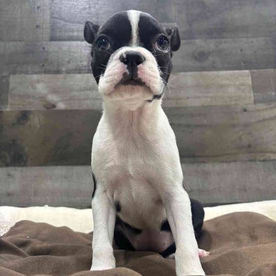 Available Puppies For Sale in Michigan - The Family Puppy