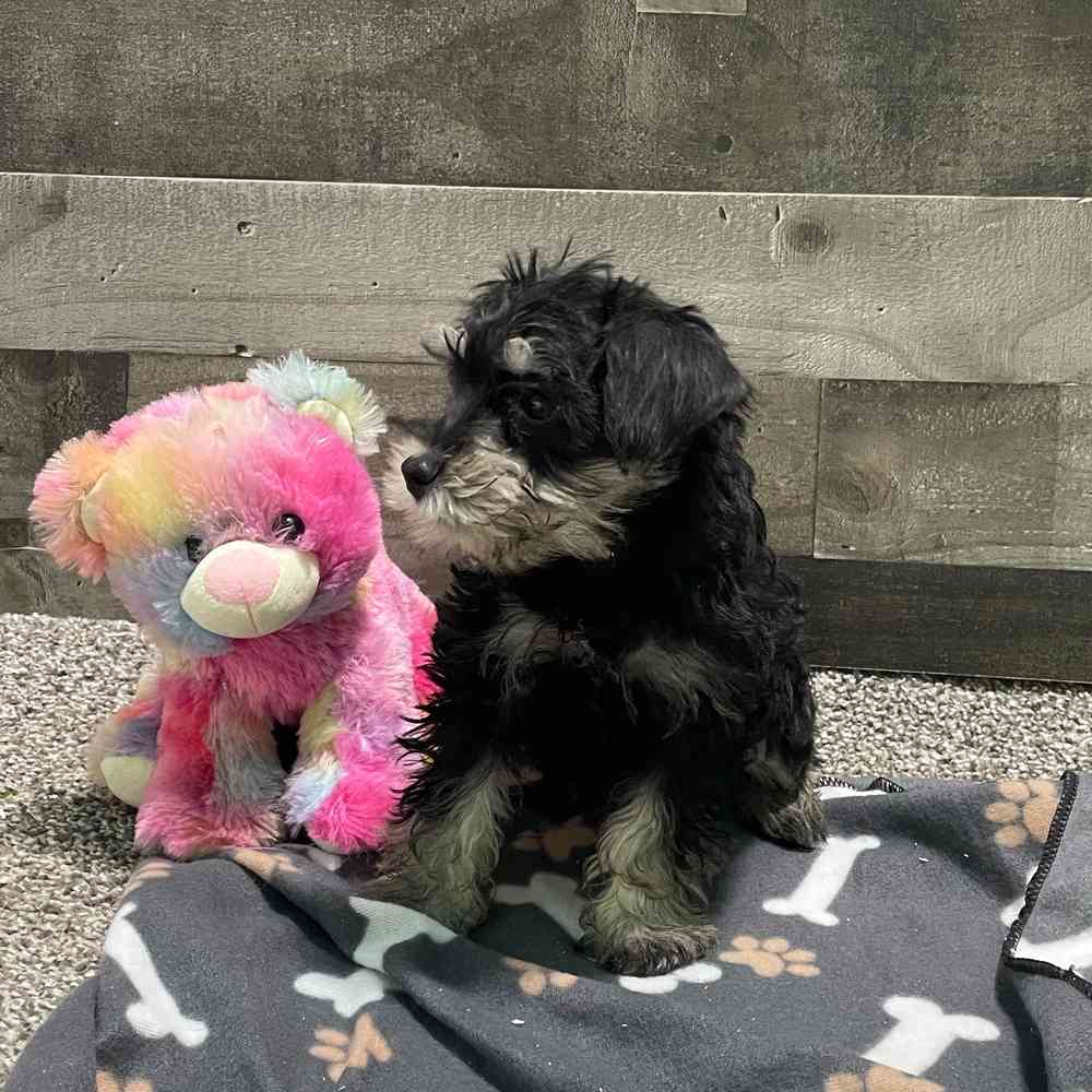 Information on Mini Poodle Puppies for Sale in Michigan