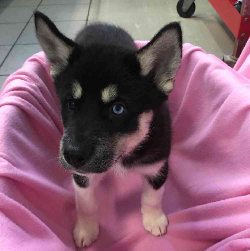 Information on Alusky Puppies for Sale in Michigan