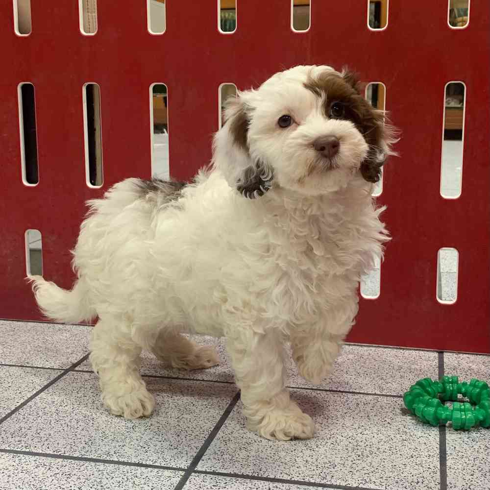 Information on Cockapoo Puppies for Sale in Michigan