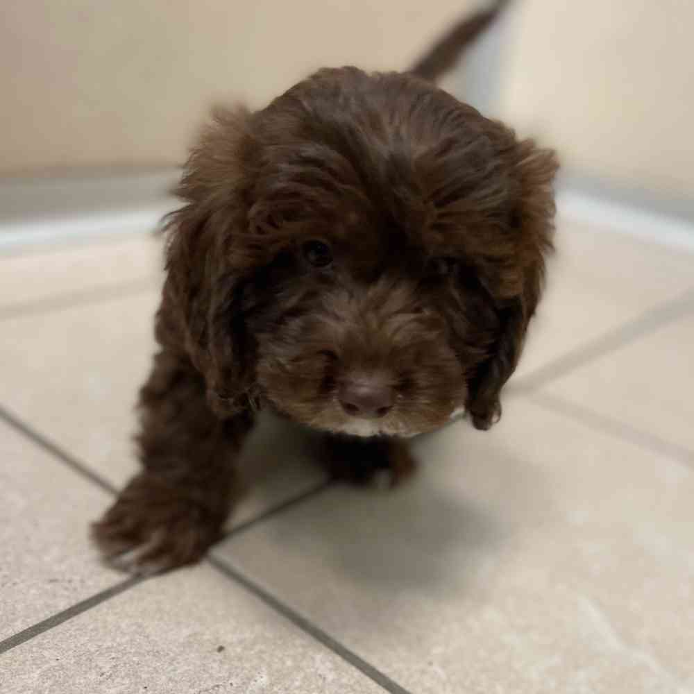 Zachary, Male Mini Newfy Poo Puppy for sale in Novi