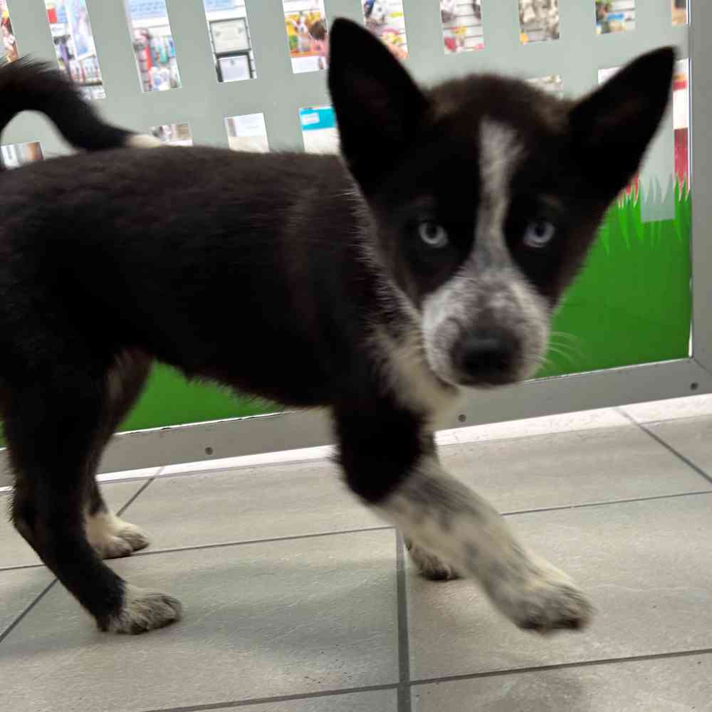 Aspen, Female Siberian Husky UNREG Puppy for sale in Troy