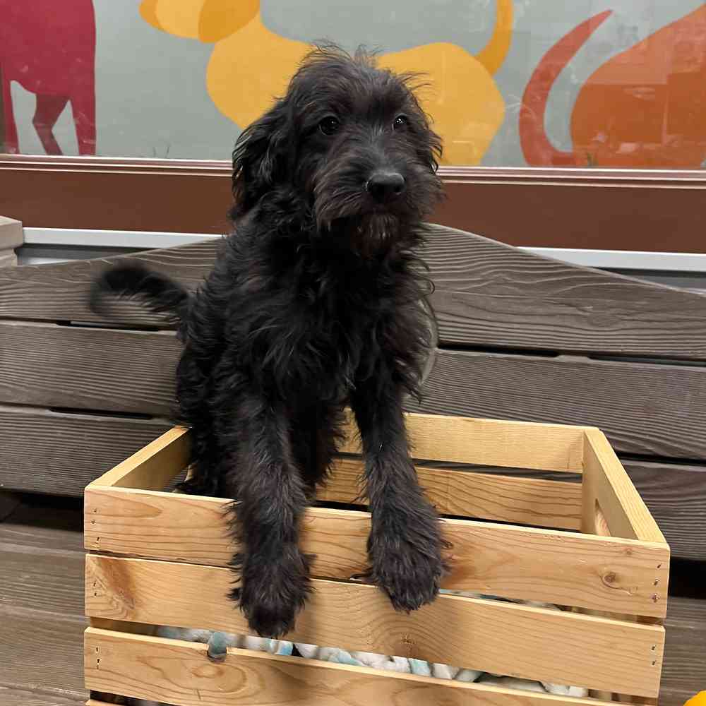Paris, Female Mini Labradoodle Puppy for sale in Flint