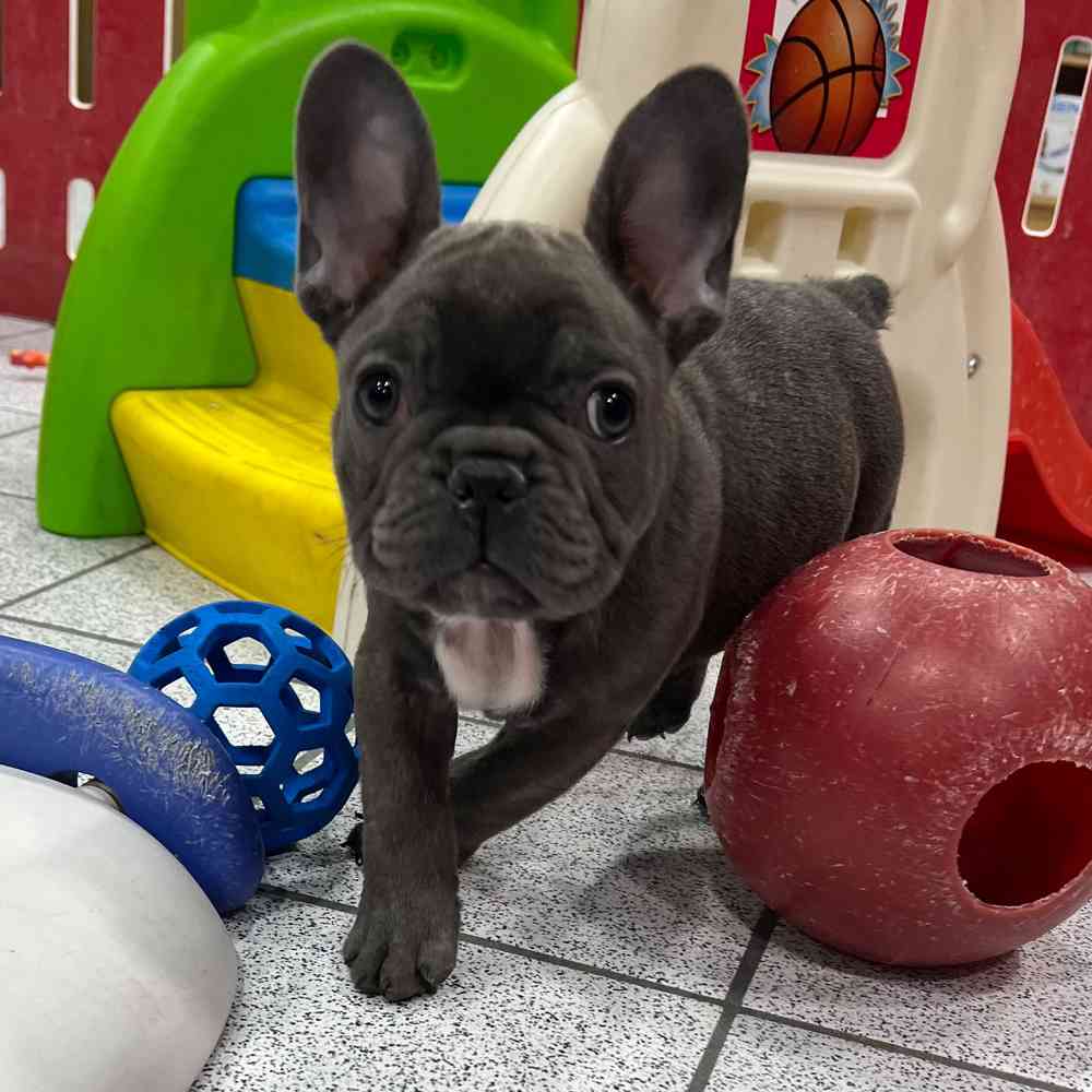 Potato, Male French Bulldog Puppy for sale in Troy