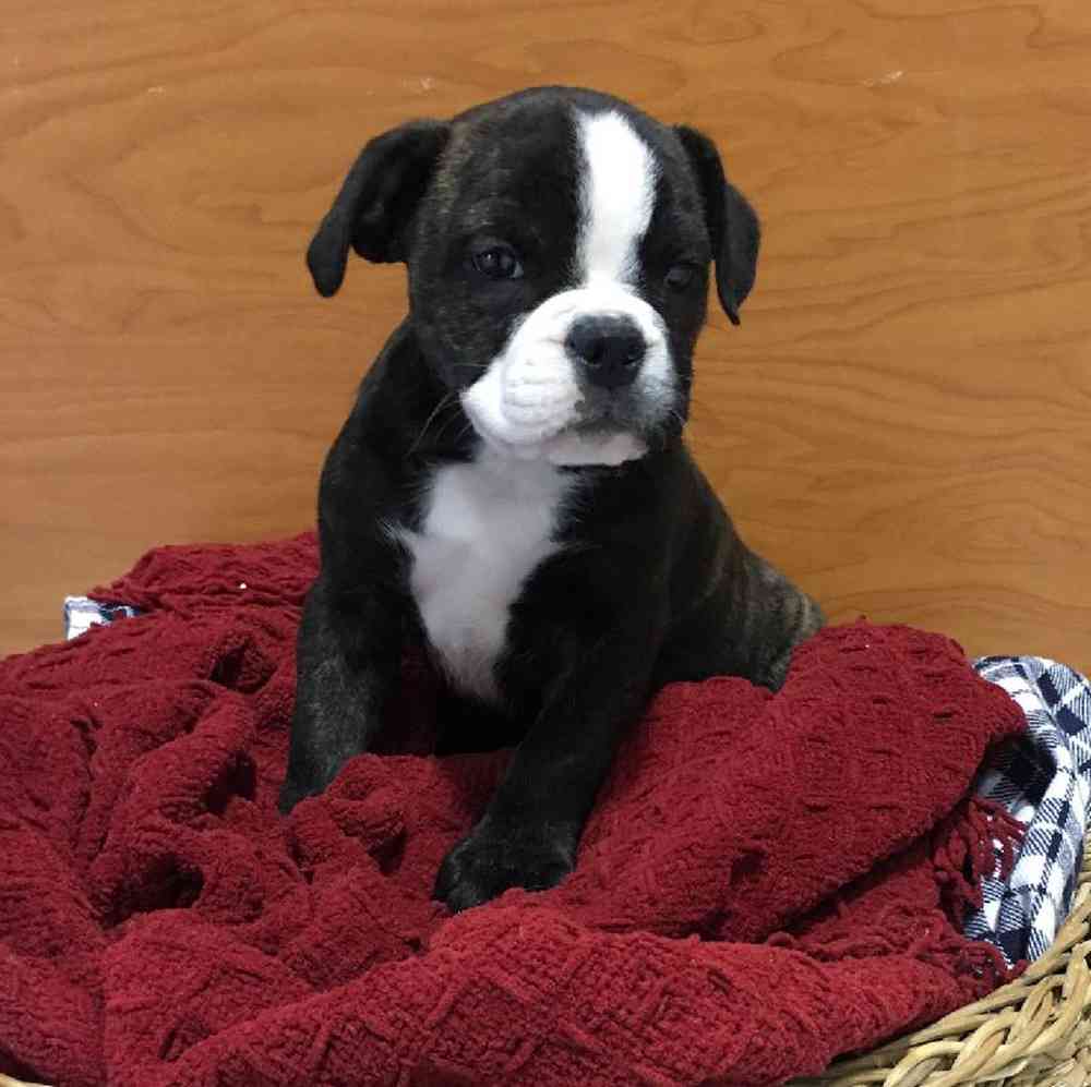 Information on Boston-Puggle Bulldog Puppies for Sale in Michigan