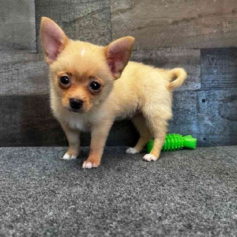 Jax, Male PomChi Puppy for sale in Novi