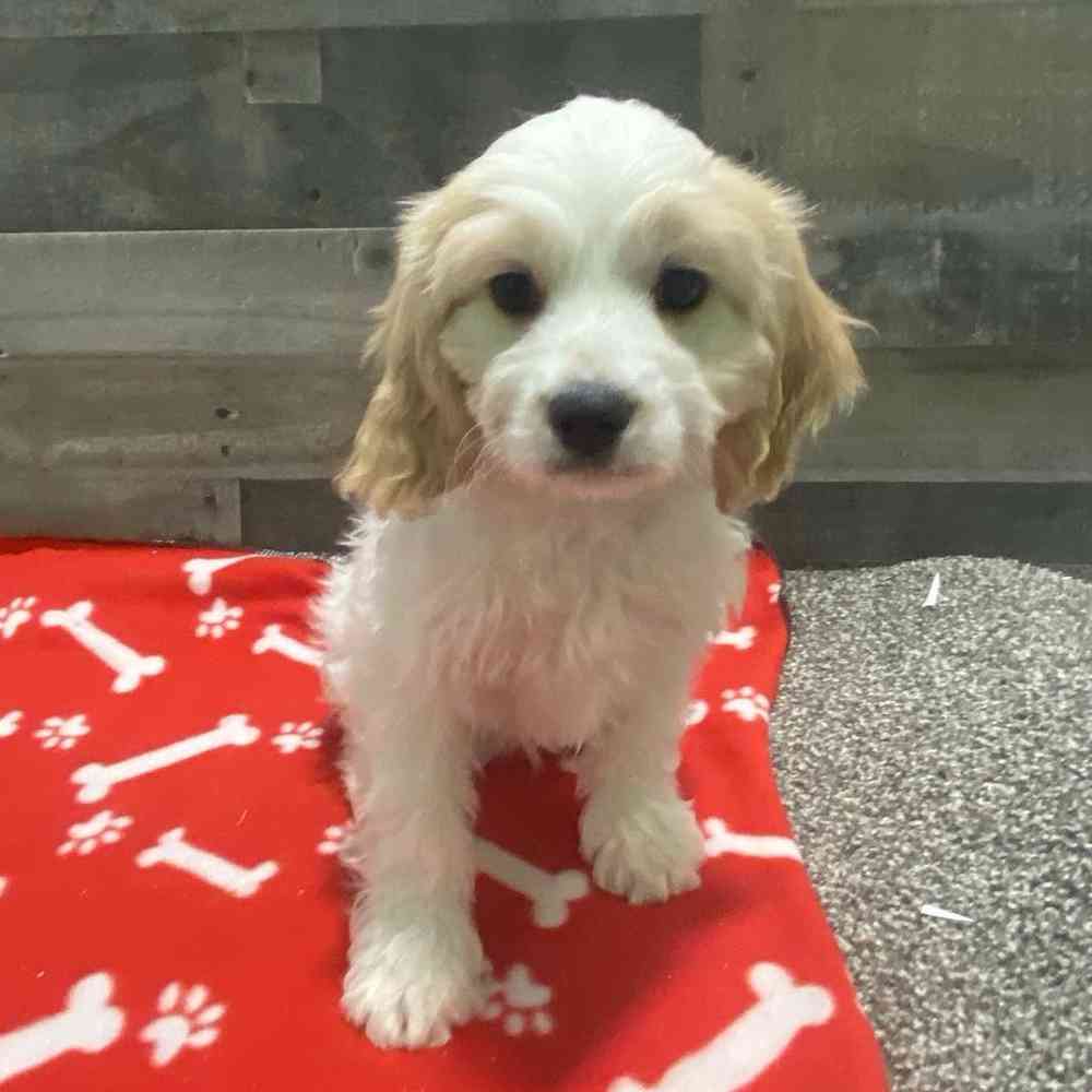 Available Puppies For Sale in Michigan - The Family Puppy