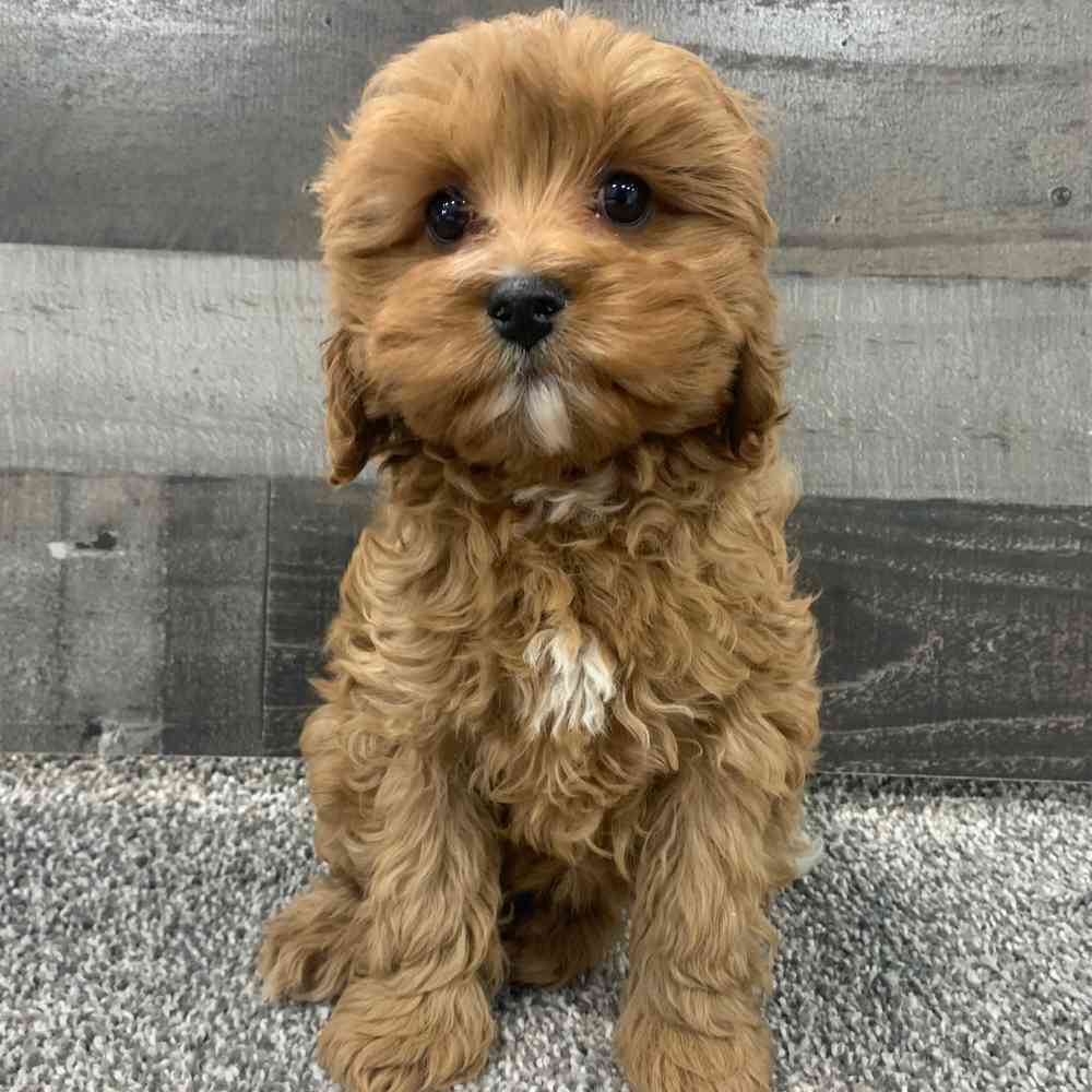 Bonnie, Female Cavapoo Puppy for sale in Troy