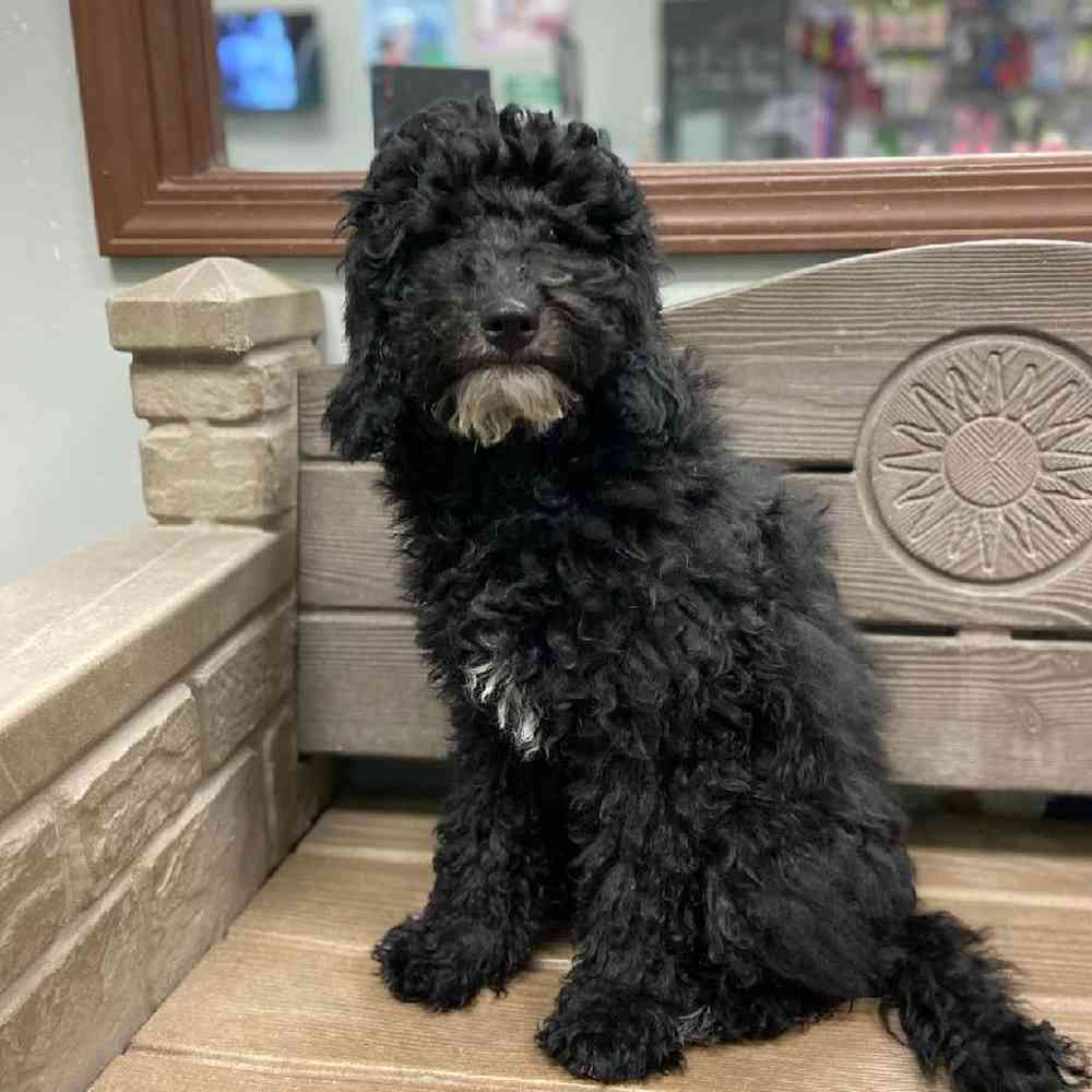 Chrissy, Female Mini Newfypoo (F1B) Puppy for sale in Flint