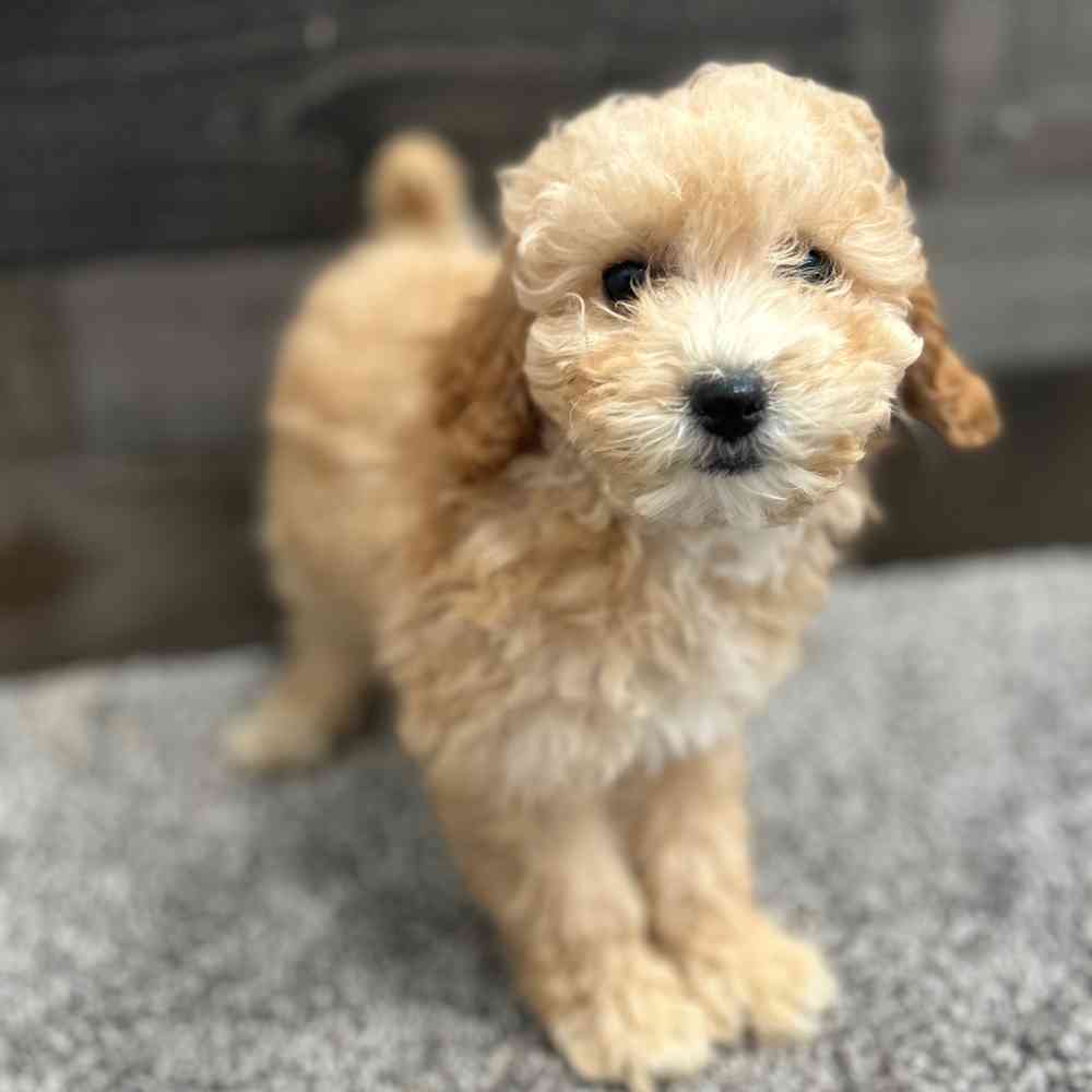 Information on Mini Newfypoo 2nd Gen Puppies for Sale in Michigan