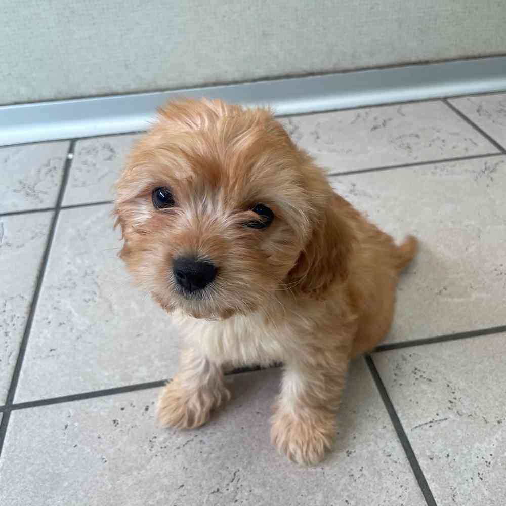 Jessica, Female Cavapoo Puppy for sale in Novi