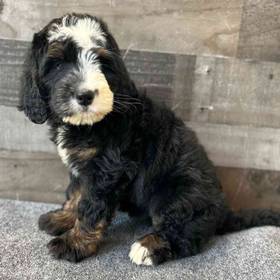 Available Puppies For Sale in Michigan - The Family Puppy