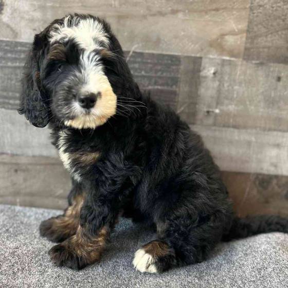 Available Puppies For Sale in Michigan - The Family Puppy