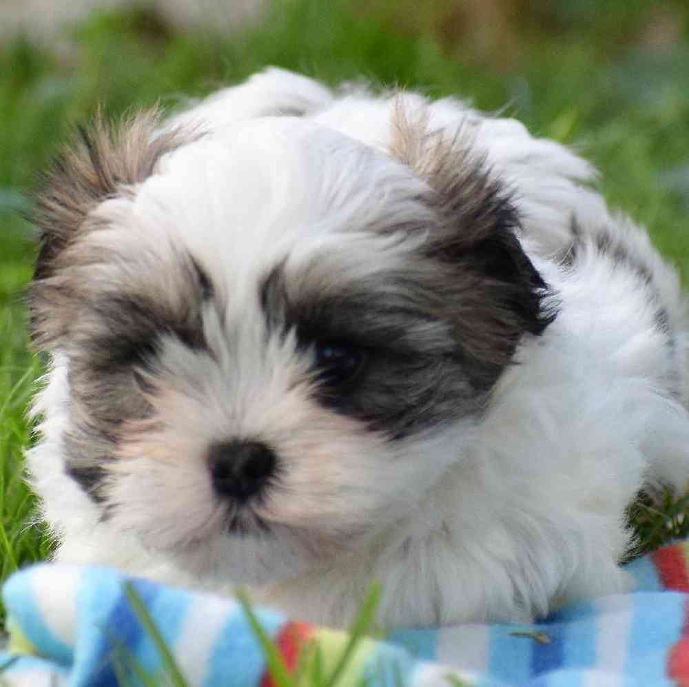 Female Shih Maltese Puppy For Sale In Troy
