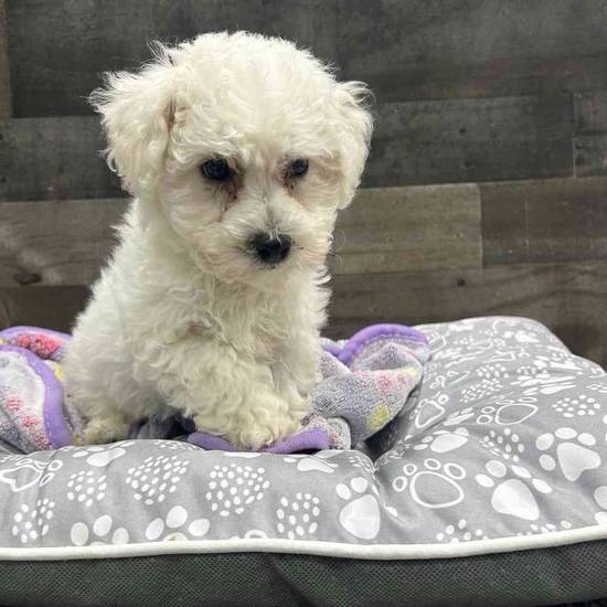 Available Puppies For Sale in Michigan - The Family Puppy