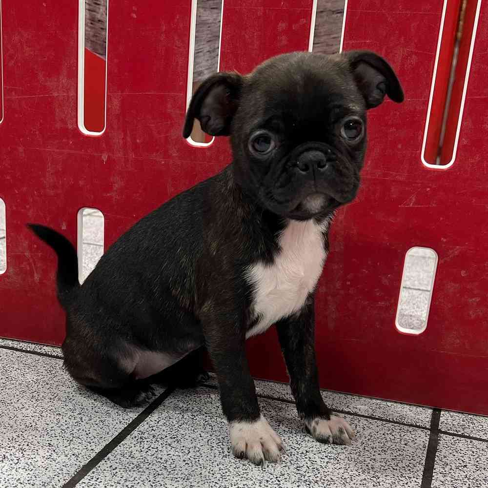 Information on Boston Terrier-Pug Puppies for Sale in Michigan
