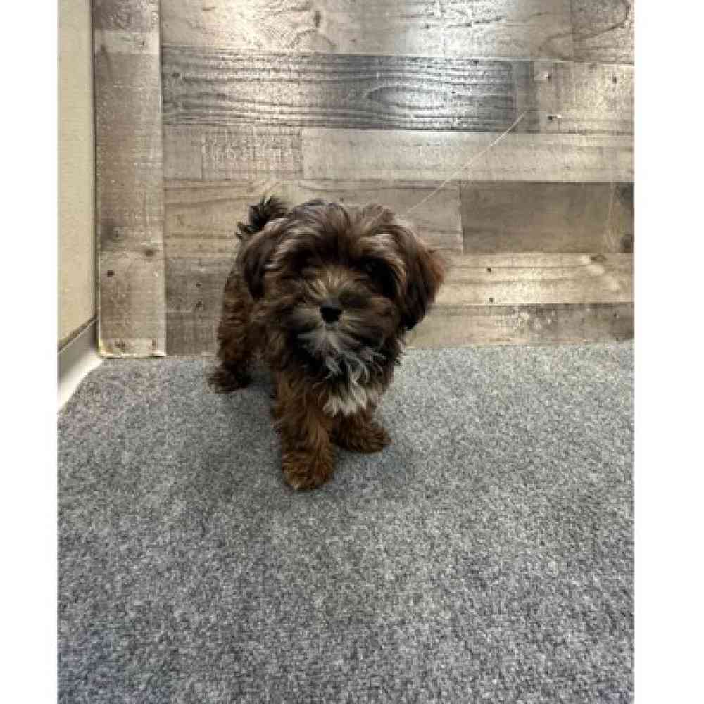 Dolly, Female Shorkie Puppy for sale in Novi
