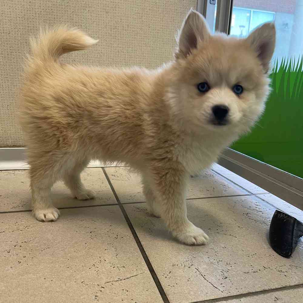 Leonard, Male Pomsky Puppy for sale in Novi