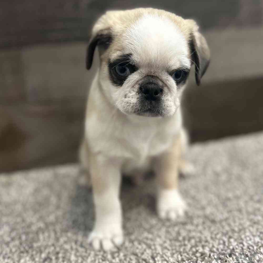 Information on Boston Terrier-Pug Puppies for Sale in Michigan