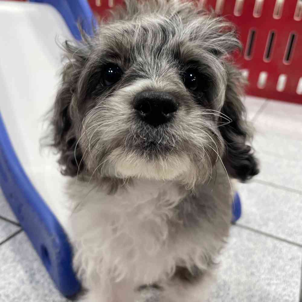 Maggie, Female Cavapoo Puppy for sale in Troy