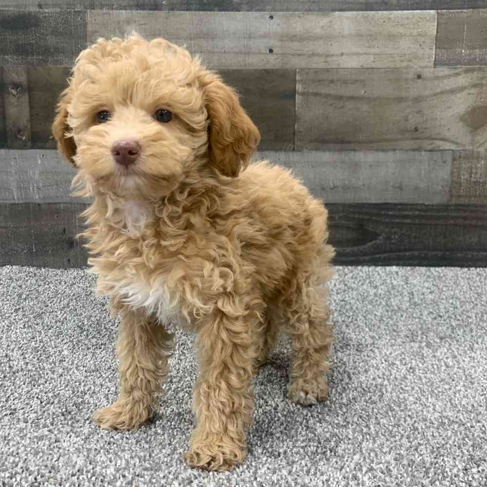 Information on Sheltie-Mini Poodle Puppies for Sale in Michigan