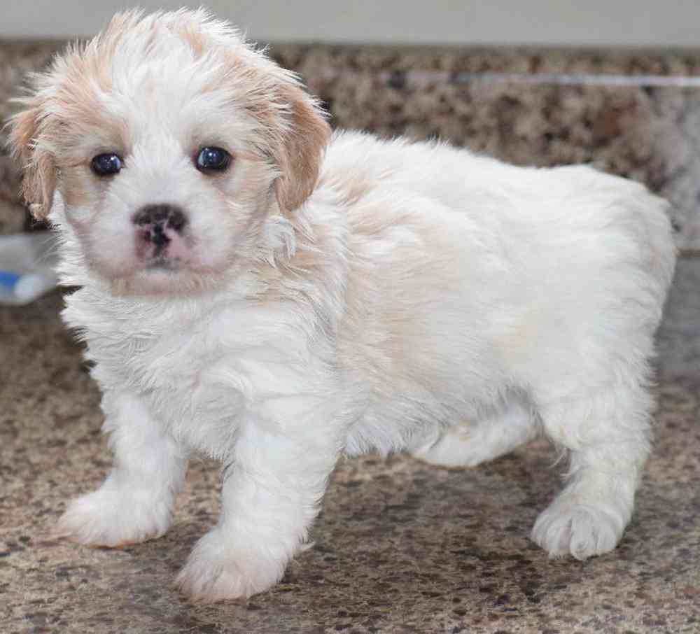 Information on Hava-Cava Puppies for Sale in Michigan