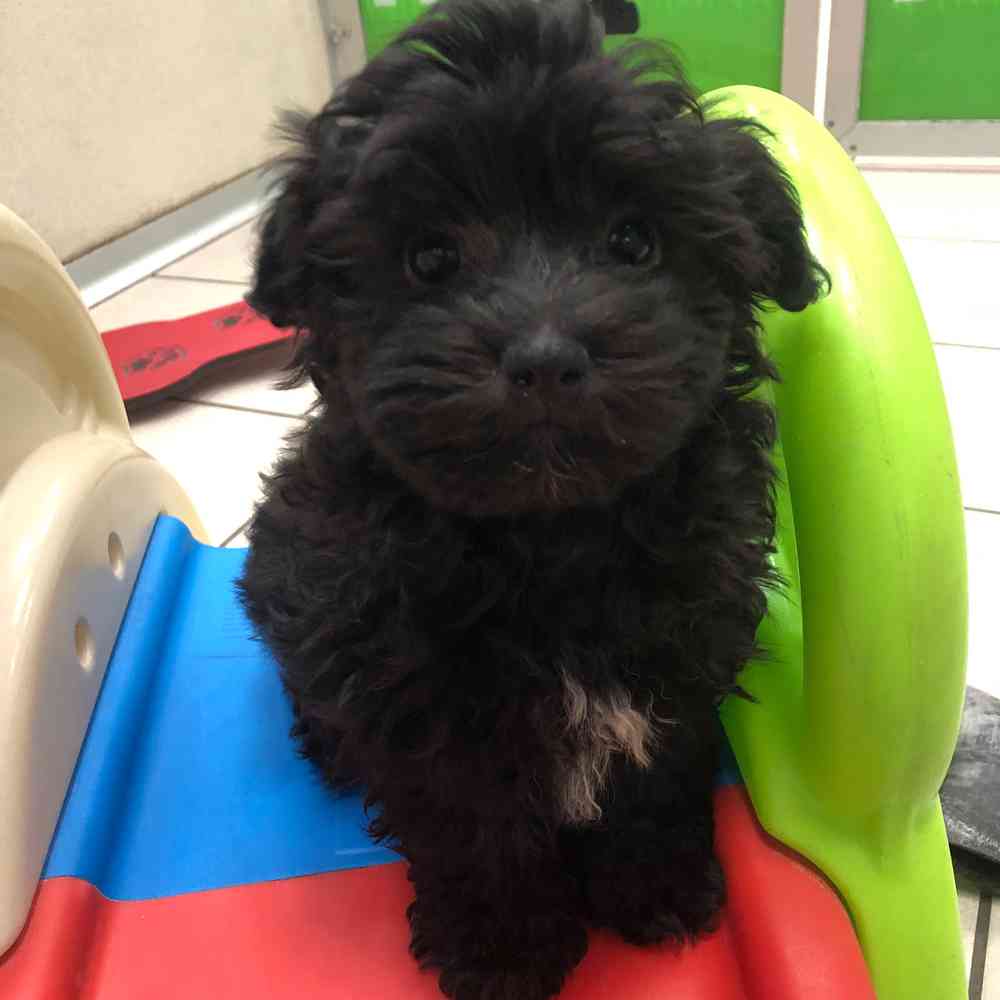 Information on Havapoo Puppies for Sale in Michigan