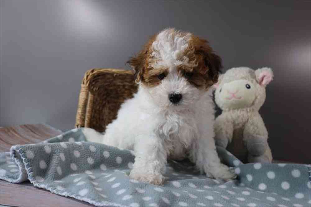 Information on Boston Terrier UNREG Puppies for Sale in Michigan