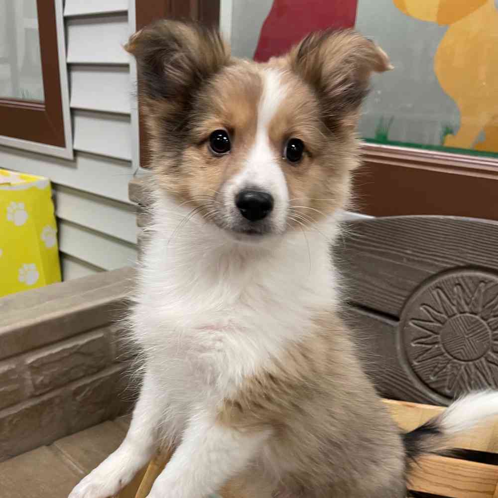 Wayne, Male Sheltie-Mini Poodle Puppy for sale in Flint