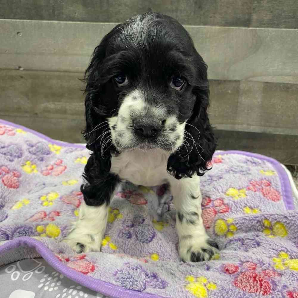Information on Mini Hippo Puppies for Sale in Michigan